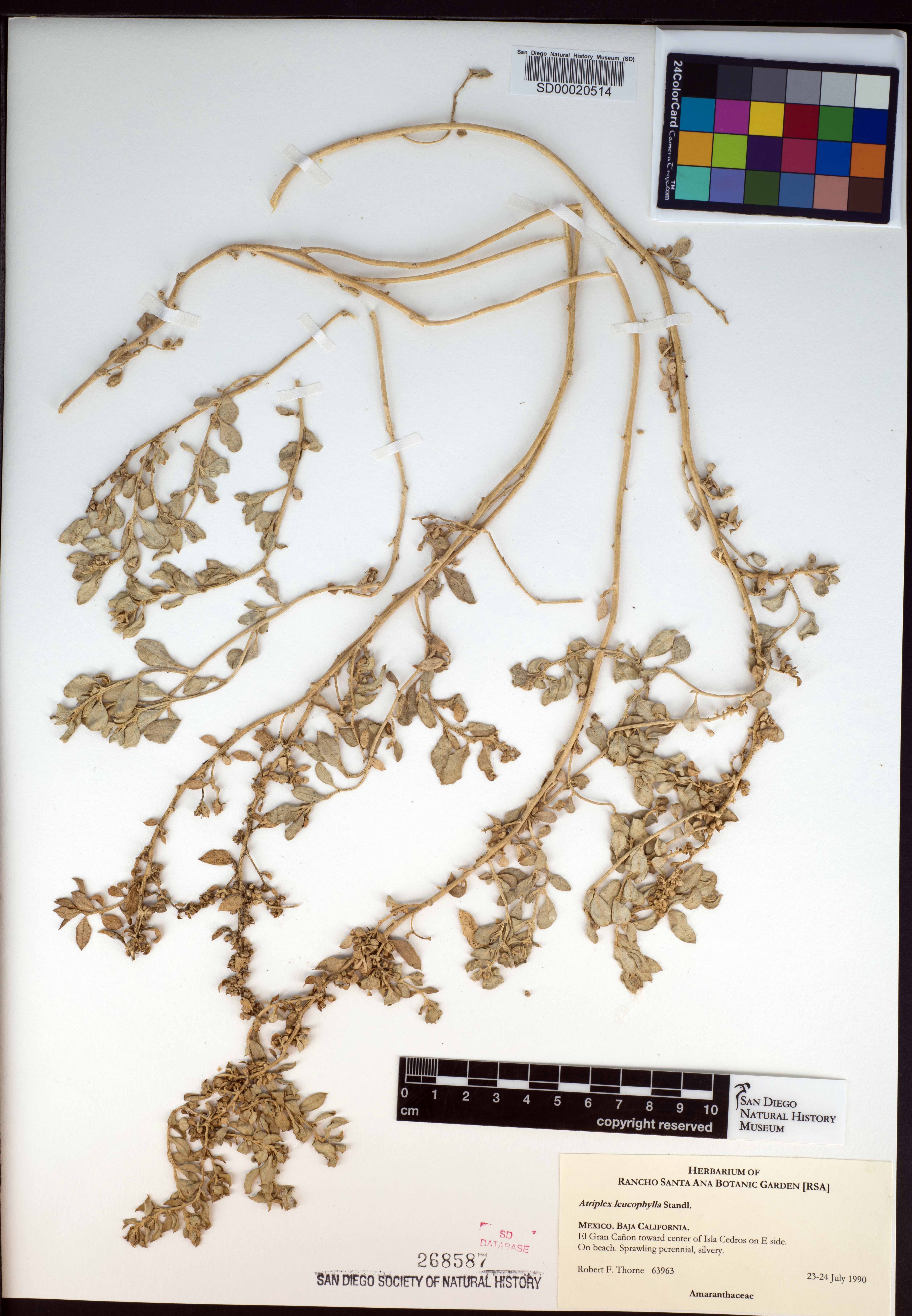 SEINet Portal Network - Atriplex leucophylla