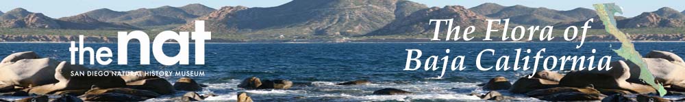 Introduction to the Baja Flora Photographs Project