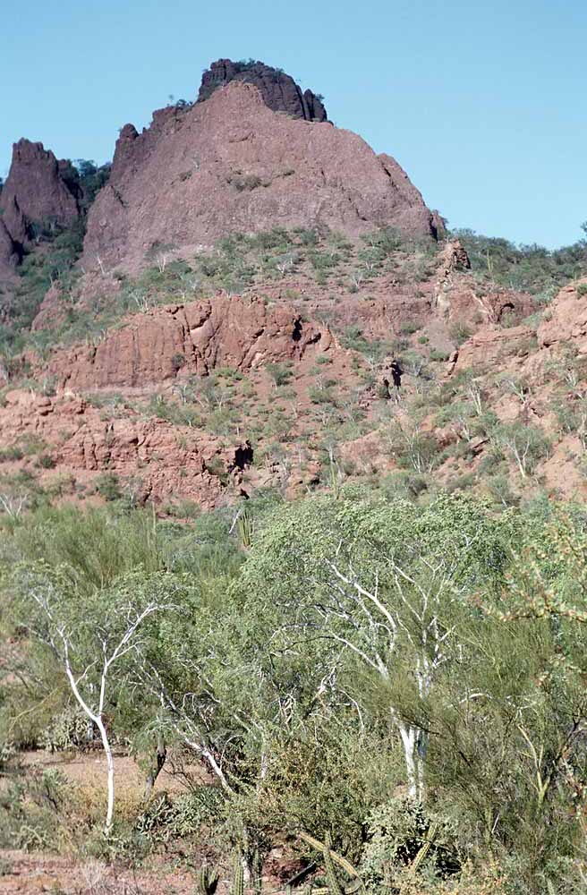 SDNHM Plant Photos of Baja California