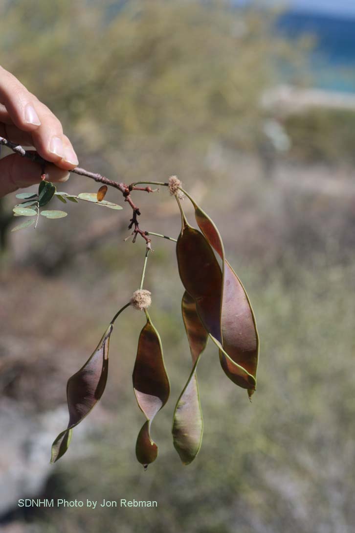 SDNHM Plant Photos of Baja California