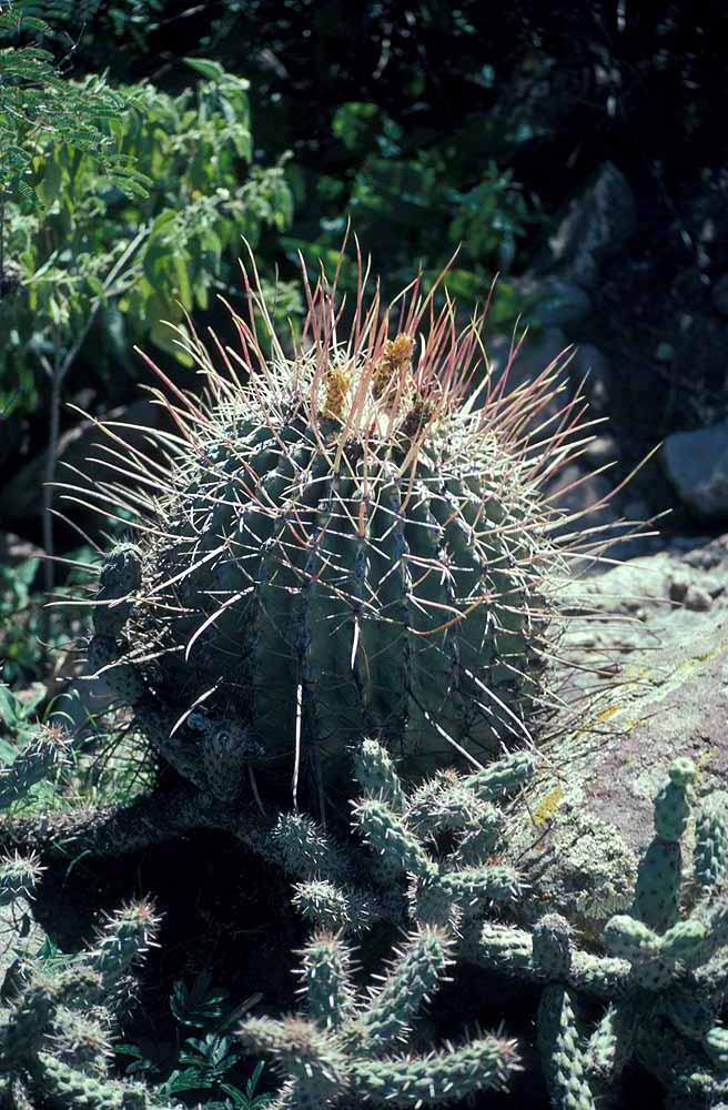 SDNHM Plant Photos of Baja California