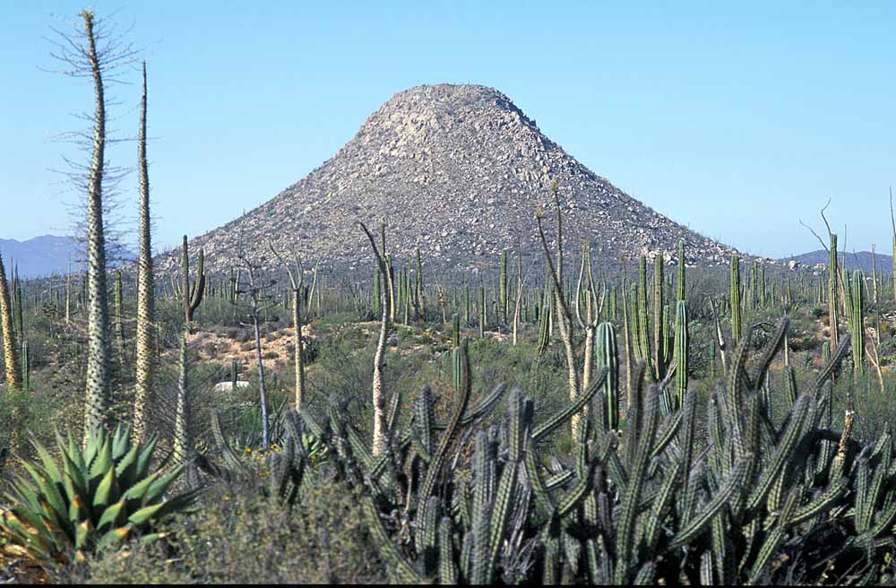 SDNHM Plant Photos of Baja California