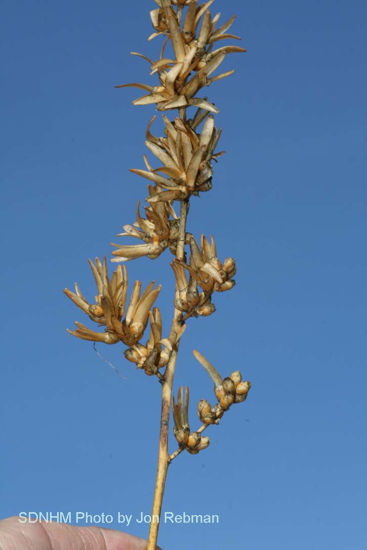 SDNHM Plant Photos of Baja California