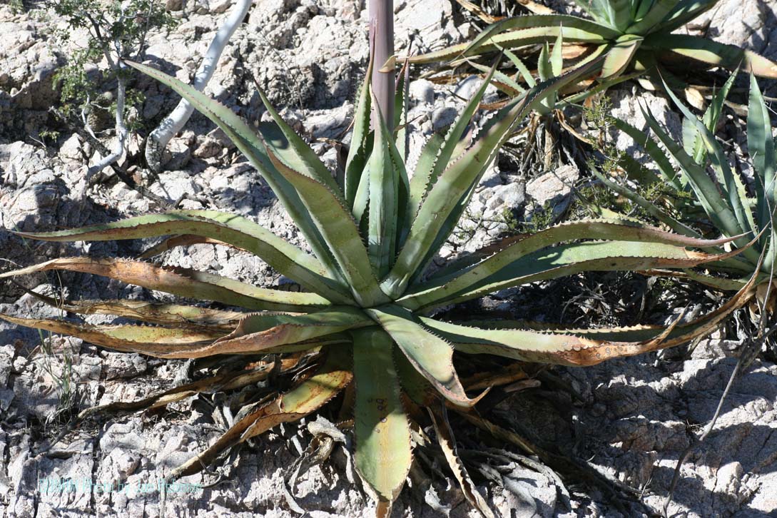 SDNHM Plant Photos of Baja California