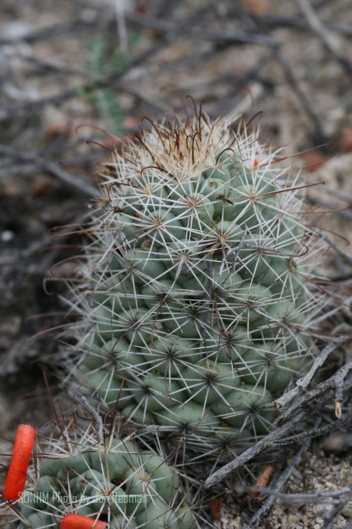 SDNHM Plant Photos of Baja California