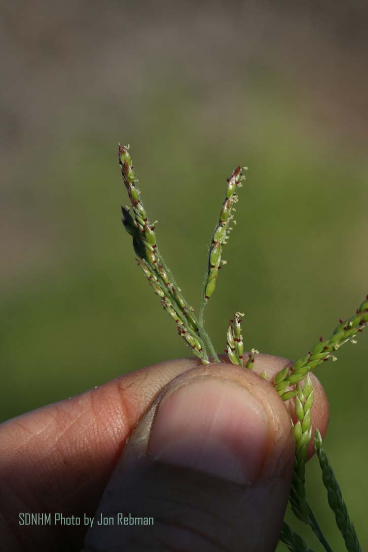 SDNHM Plant Photos of Baja California