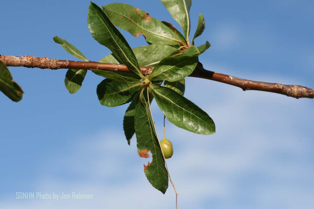 SDNHM Plant Photos of Baja California