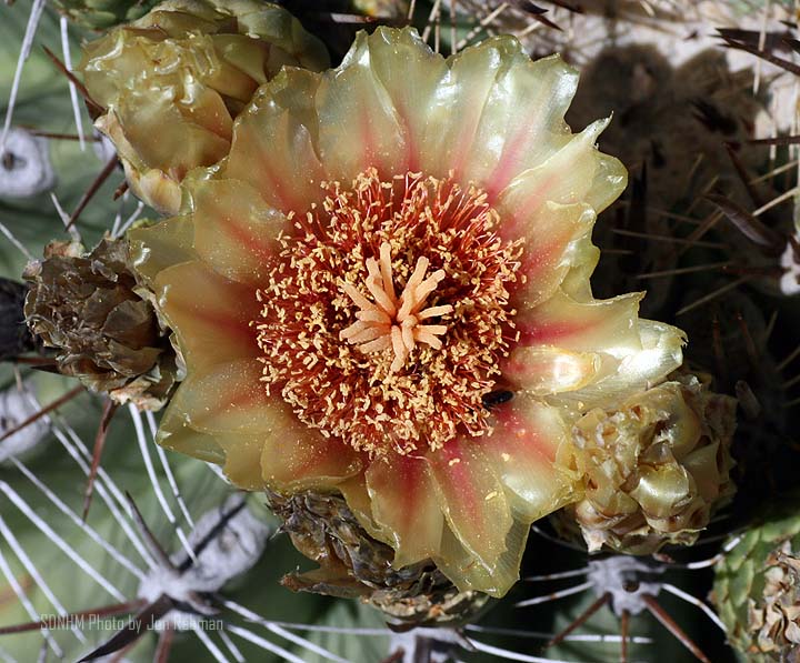 SDNHM Plant Photos of Baja California