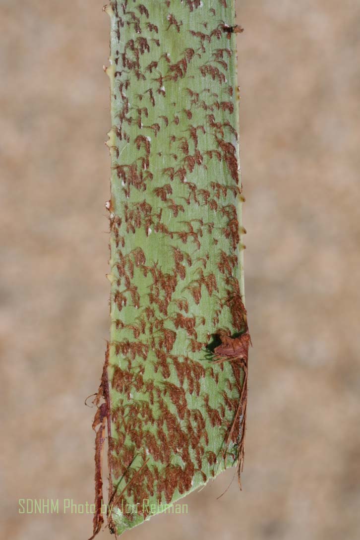 SDNHM Plant Photos of Baja California