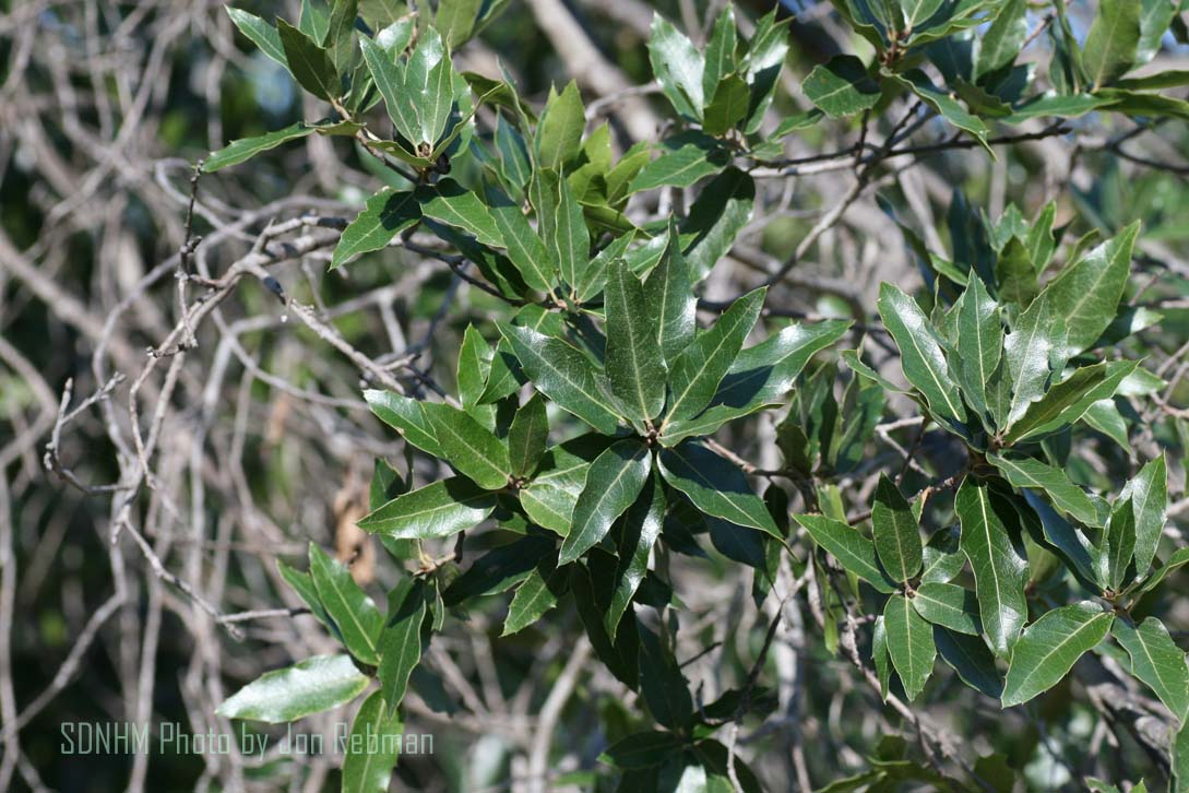 SDNHM Plant Photos of Baja California