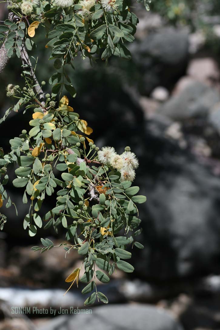 SDNHM Plant Photos of Baja California
