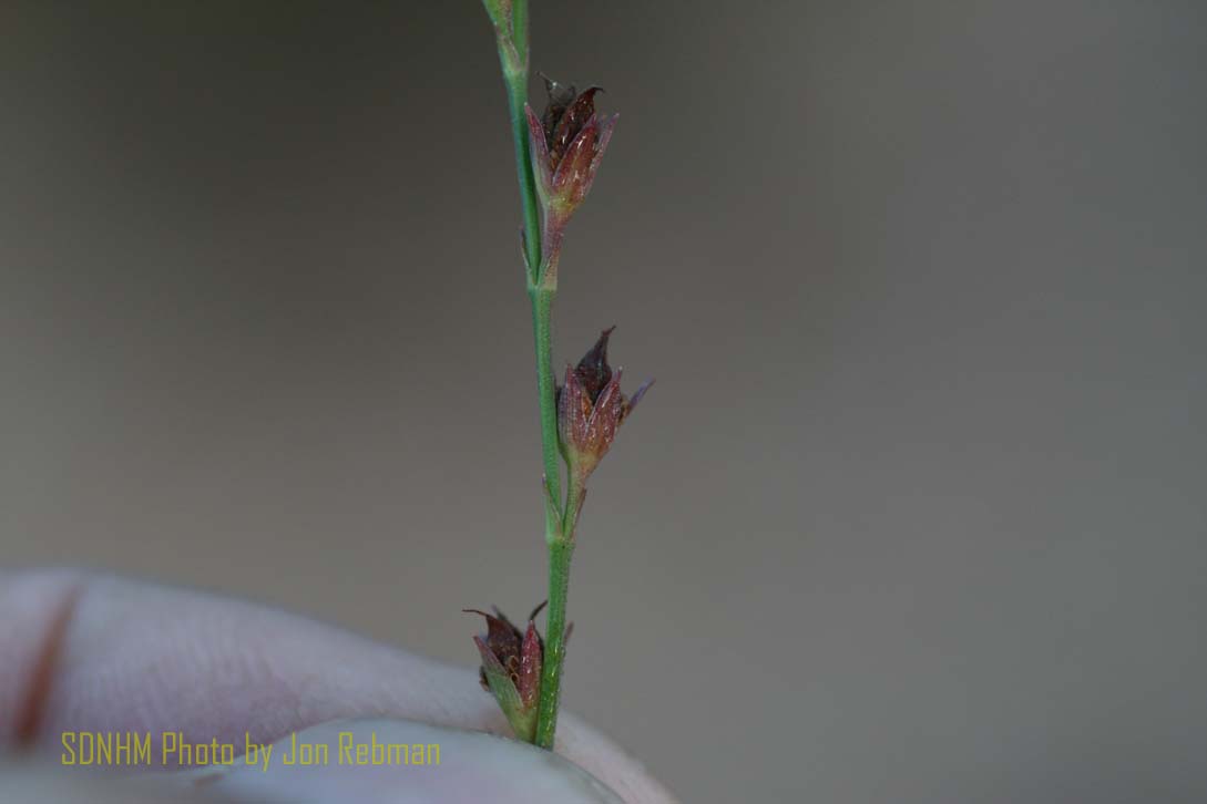 SDNHM Plant Photos of Baja California