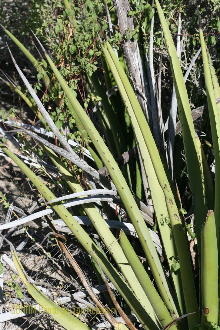 SDNHM Plant Photos of Baja California