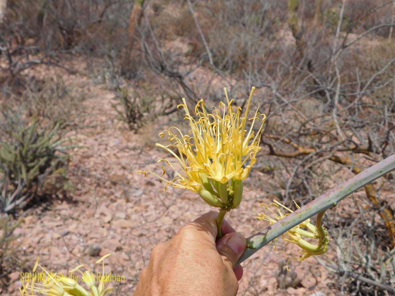 SDNHM Plant Photos of Baja California