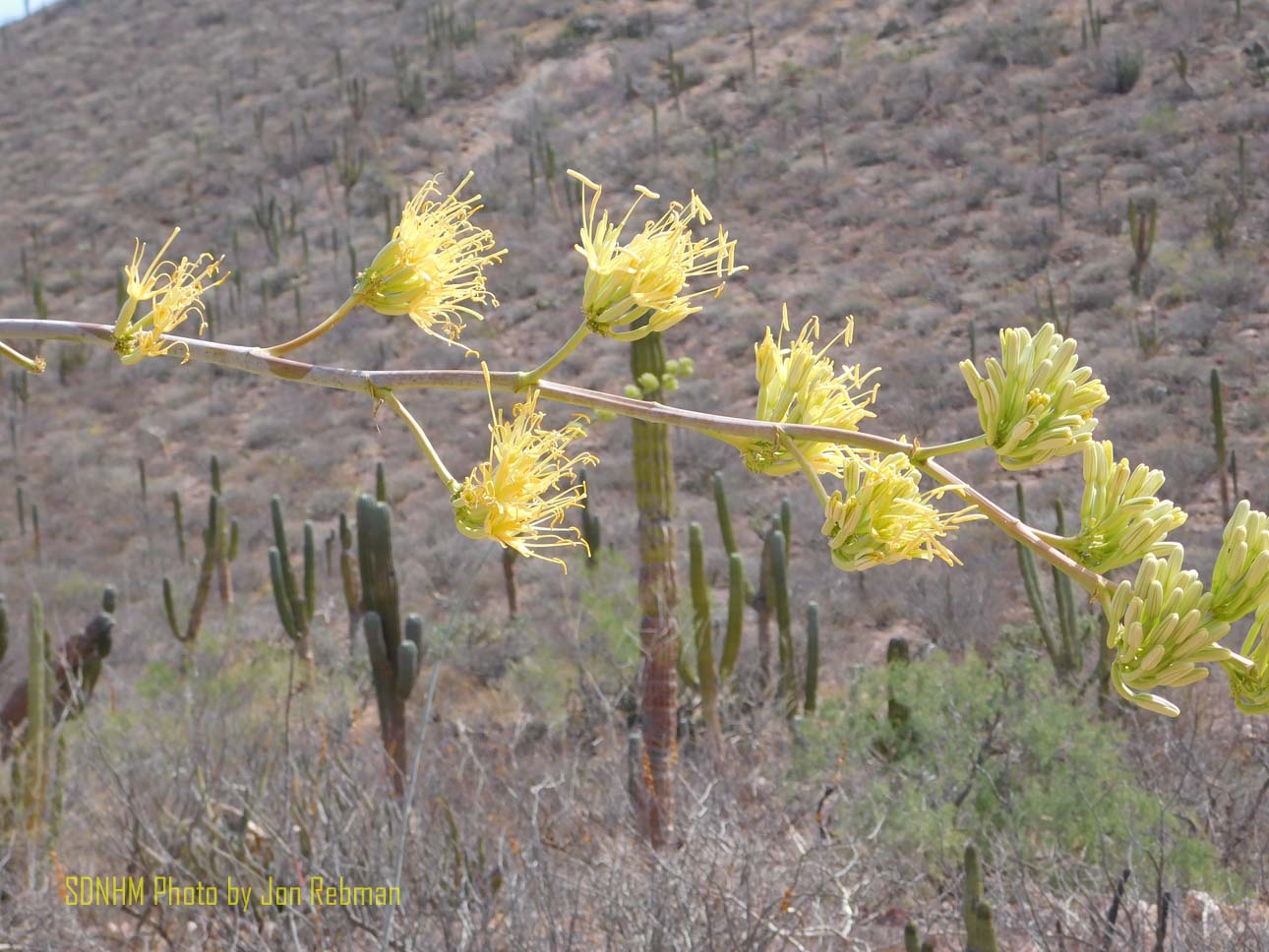 SDNHM Plant Photos of Baja California