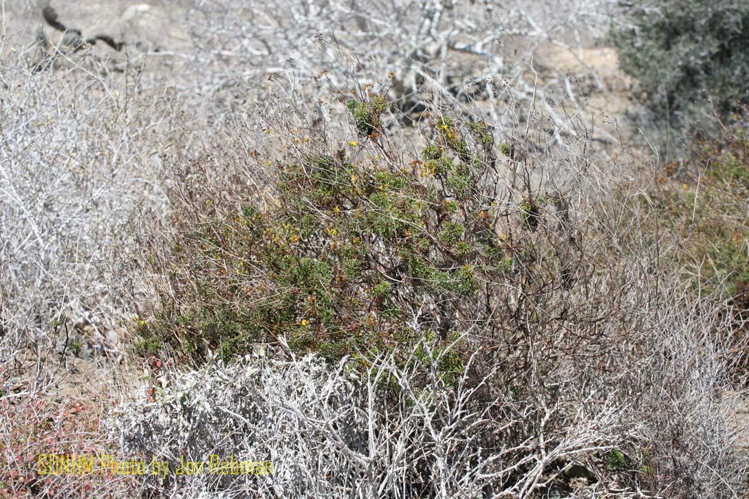 SDNHM Plant Photos of Baja California