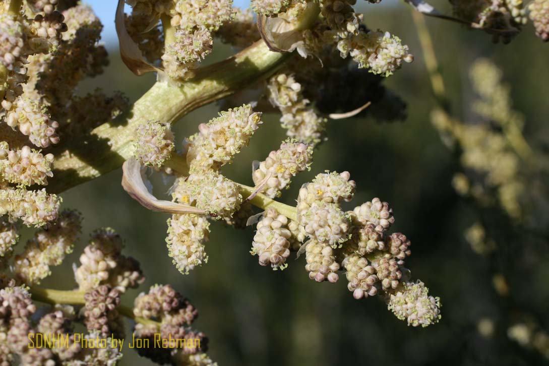 SDNHM Plant Photos of Baja California